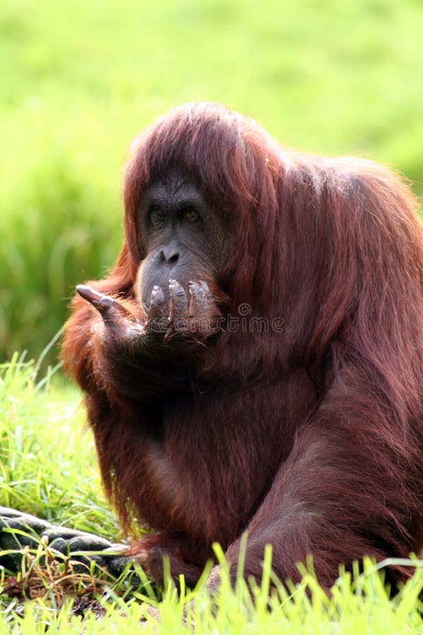 Comendo O Cubo Do Orangotango Orangut De Bornean Imagem de Stock ...