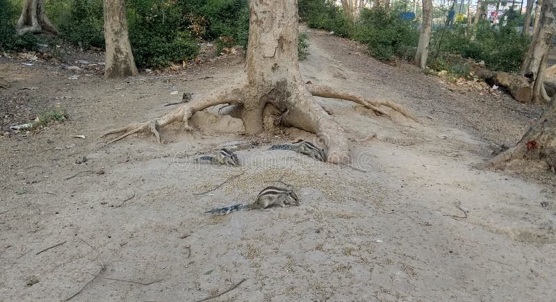 Esquilos que comem o coco foto de stock. Imagem de tailandês - 40798158