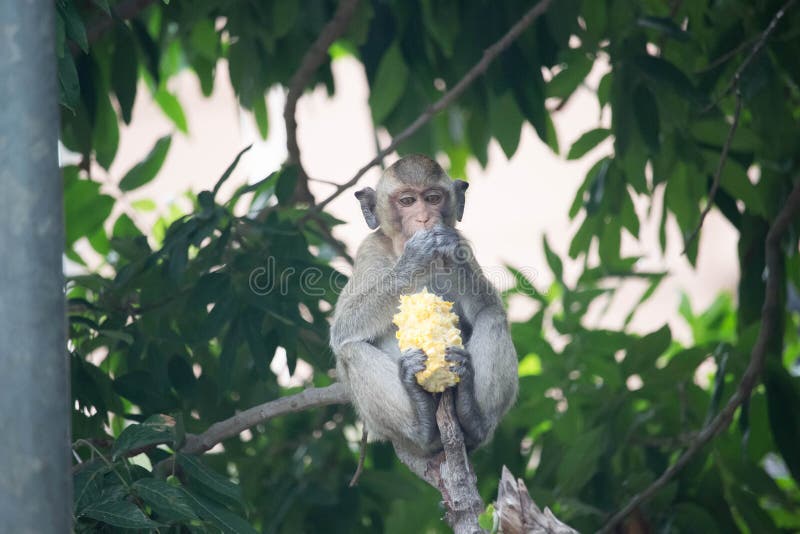 Comer dos macacos foto de stock. Imagem de comer, quente - 59321192