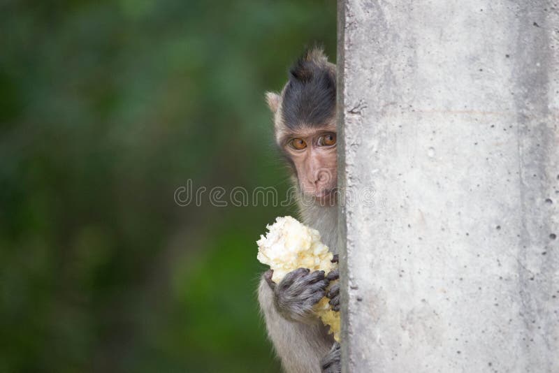 Comer dos macacos imagem de stock. Imagem de caranguejo - 60224609