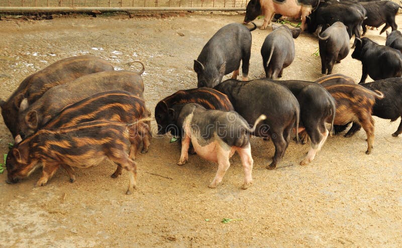Comer dos porcos imagem de stock. Imagem de caneta, porquinho - 26202737