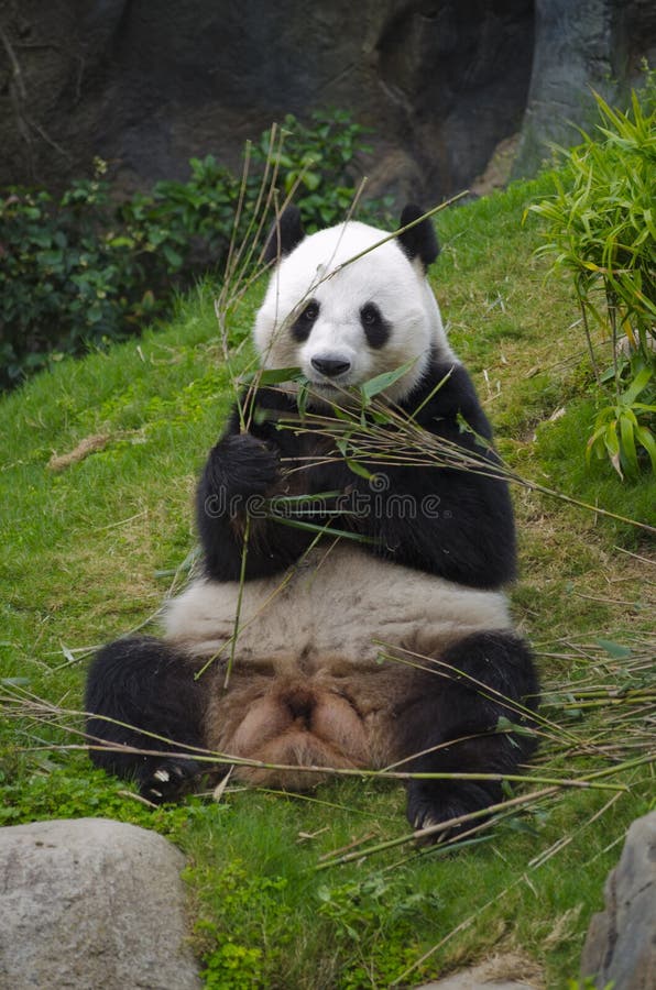 Comer gigante da panda foto de stock. Imagem de raro - 26306424