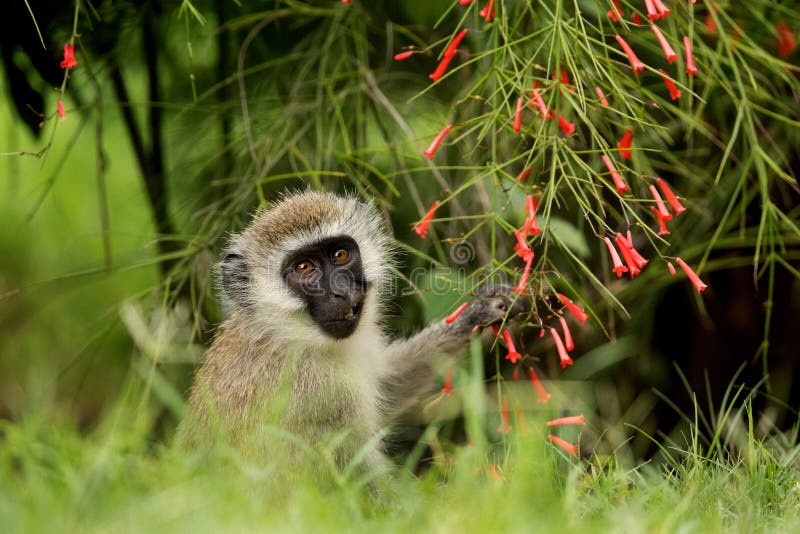 Comer mono verveta imagen de archivo. Imagen de salvaje - 213805101