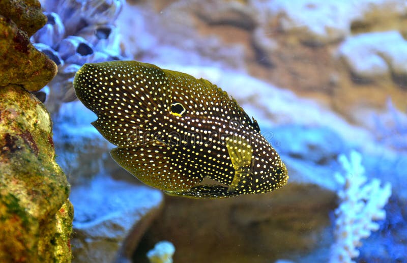 Comet fish stock photo. Image of decorative, soil, bright - 38322732