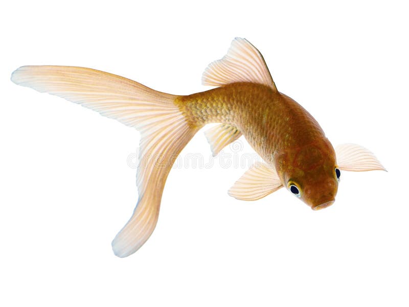 Comet Gold Fish stock photo. Image of aquatic, crucian - 257847972