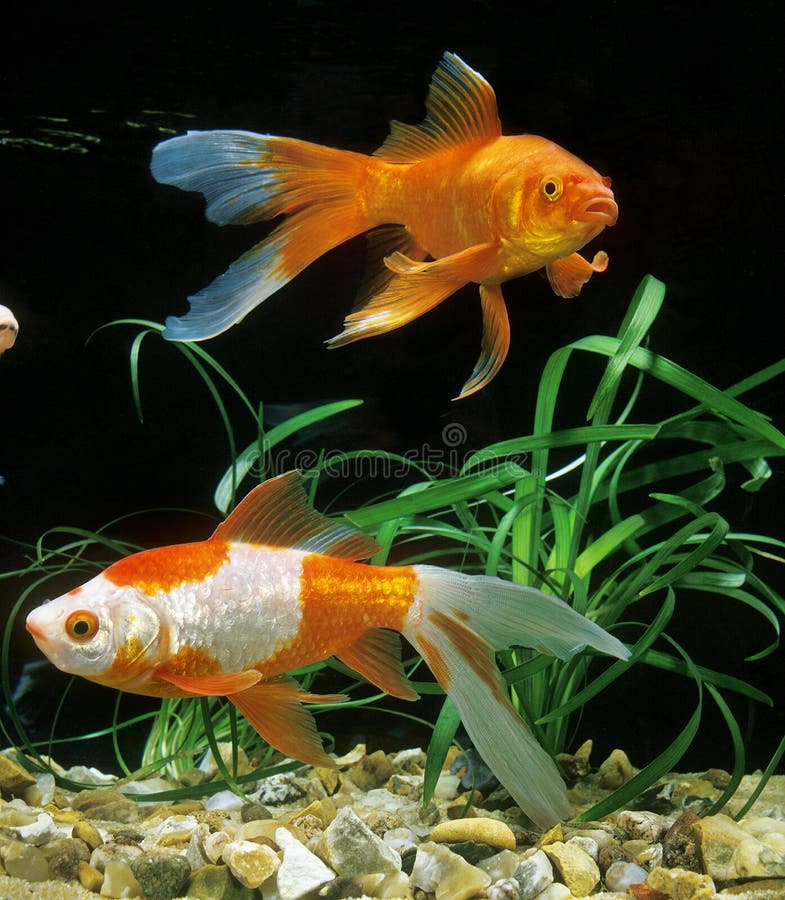 COMET GOLDFISH Carassius Auratus, ADULT Stock Image - Image of wildlife ...