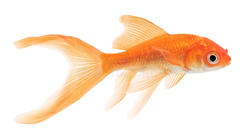 Comet Gold fish stock image. Image of fishquot, aquarium - 191801177