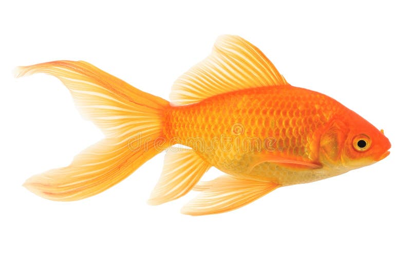 Big Comet Gold fish stock photo. Image of head, comettailed - 257848224