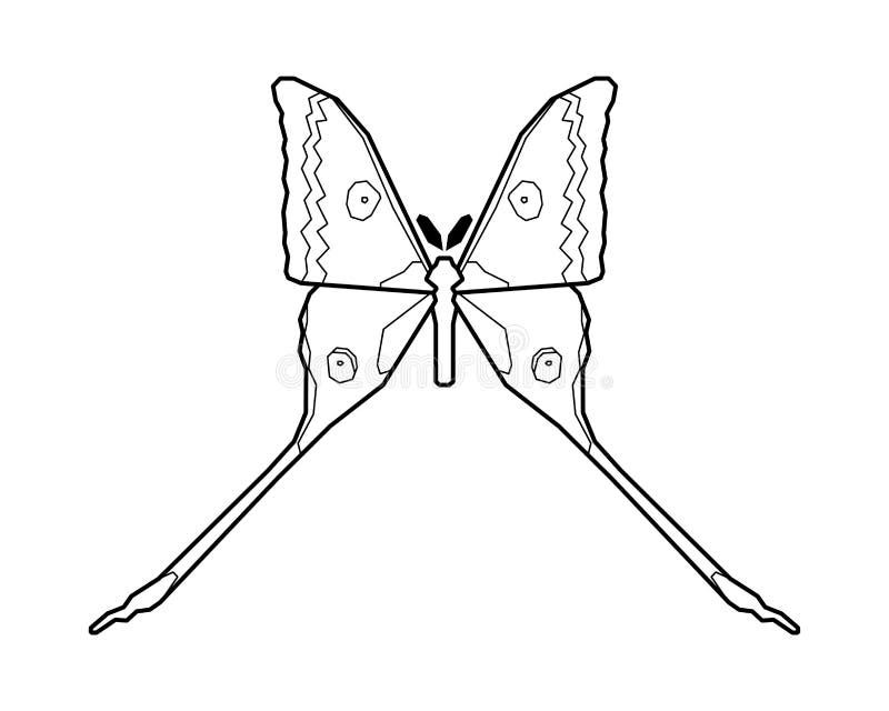 Comet Moth Stock Illustrations – 71 Comet Moth Stock Illustrations ...
