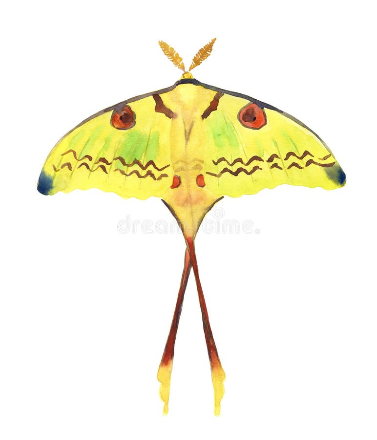 Comet Moth Watercolor Illustration on White. Male Stock Illustration ...