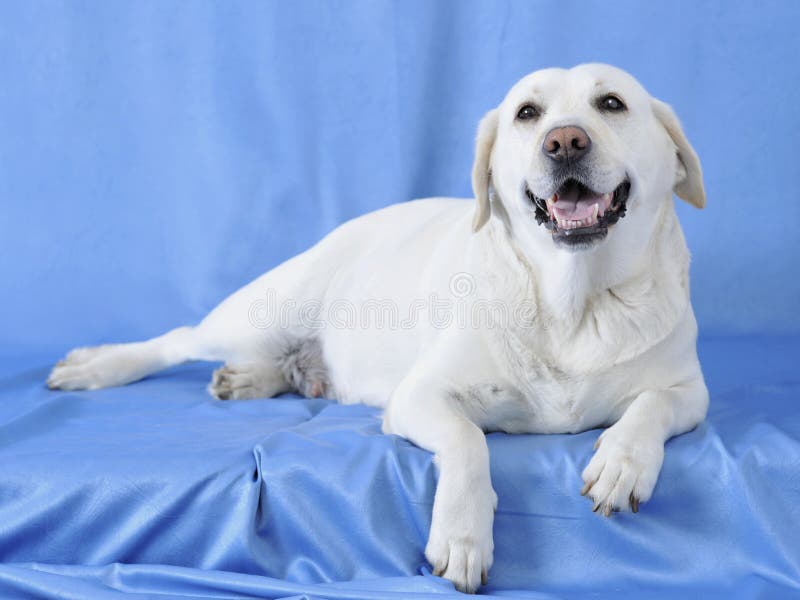 Comfort dog. stock image. Image of happy, lying, comfortable - 16138519