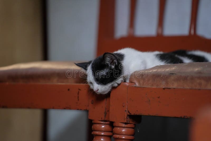 Comfortable Cat Pose Sleeping between Chairs Stock Image - Image of ...