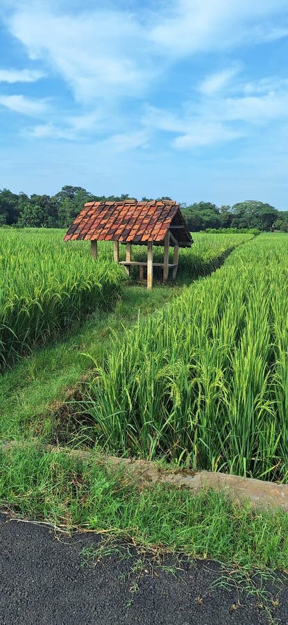 Comfortable Place Middle Rice Fields Stock Photos - Free & Royalty-Free ...