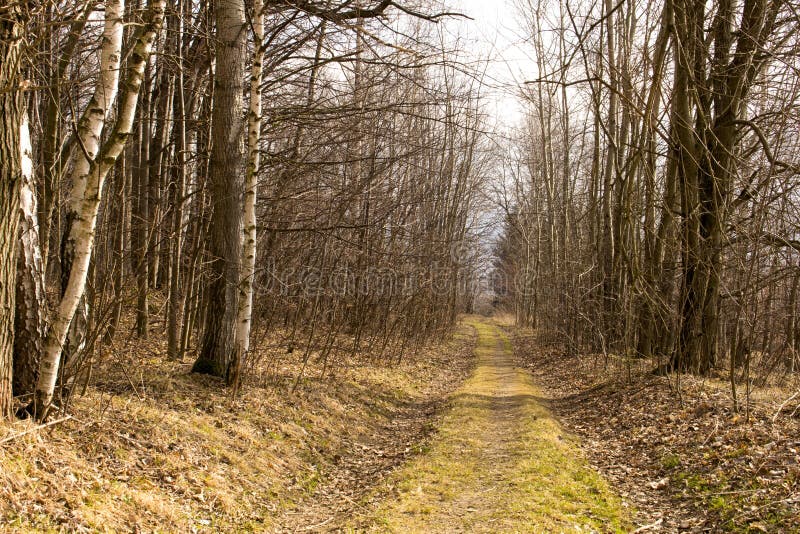 Comfortable Way Inside of Forest Stock Image - Image of floral, house ...