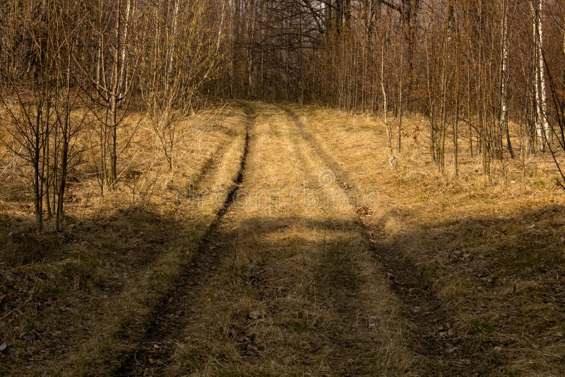 Comfortable Way Inside of Forest Stock Photo - Image of pattern, gold ...