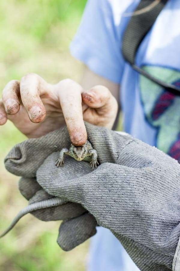Comforting an Injured Lizard Stock Photo - Image of therapy, sick: 64364854