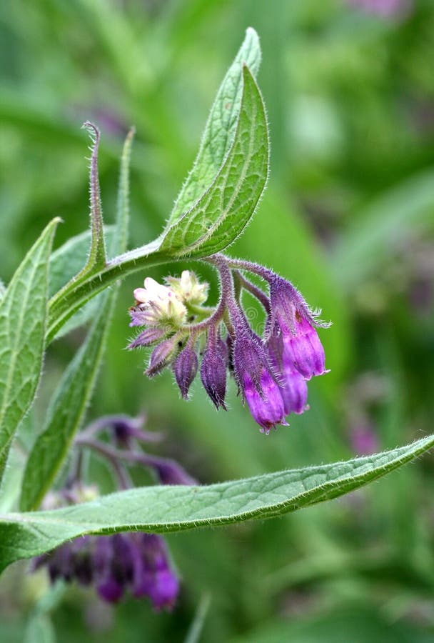 Comfrey stock image. Image of natural, seasonal, purple - 14714803