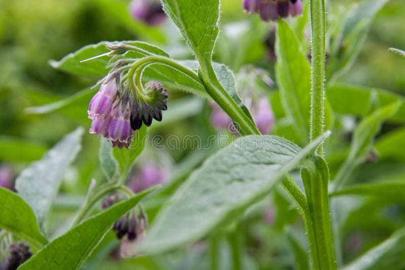 Comfrey stock image. Image of natural, seasonal, purple - 14714803
