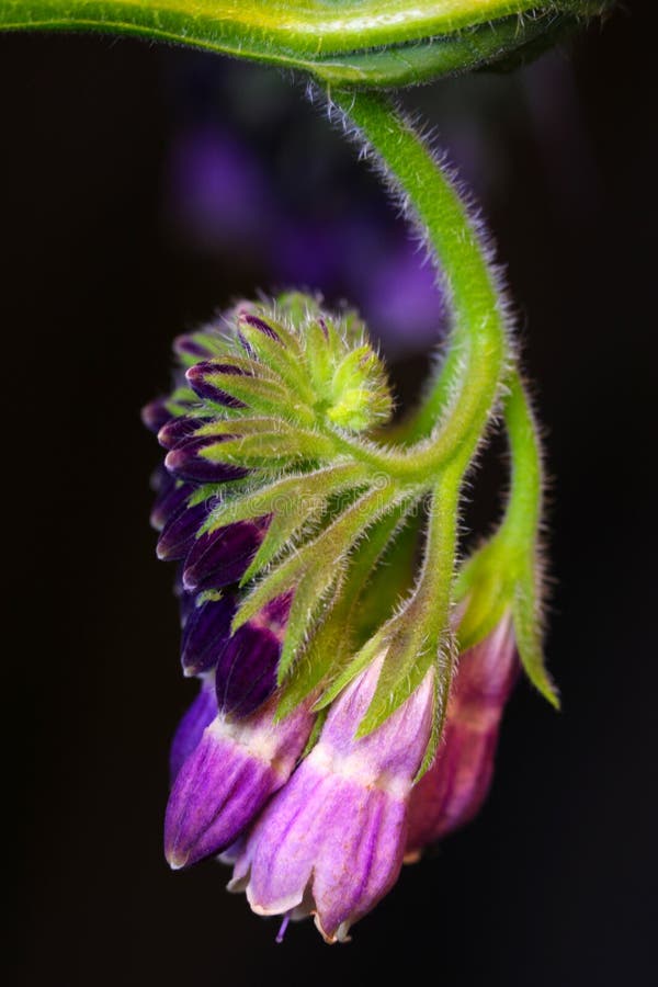 Comfrey Flower Blossom Budding 03 Stock Photo - Image of outdoor, shrub ...