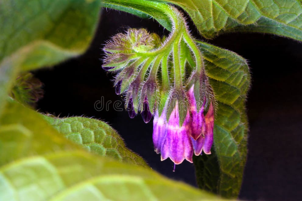 Comfrey Purple Flower Curl 01 Stock Photo - Image of petal, blossom ...