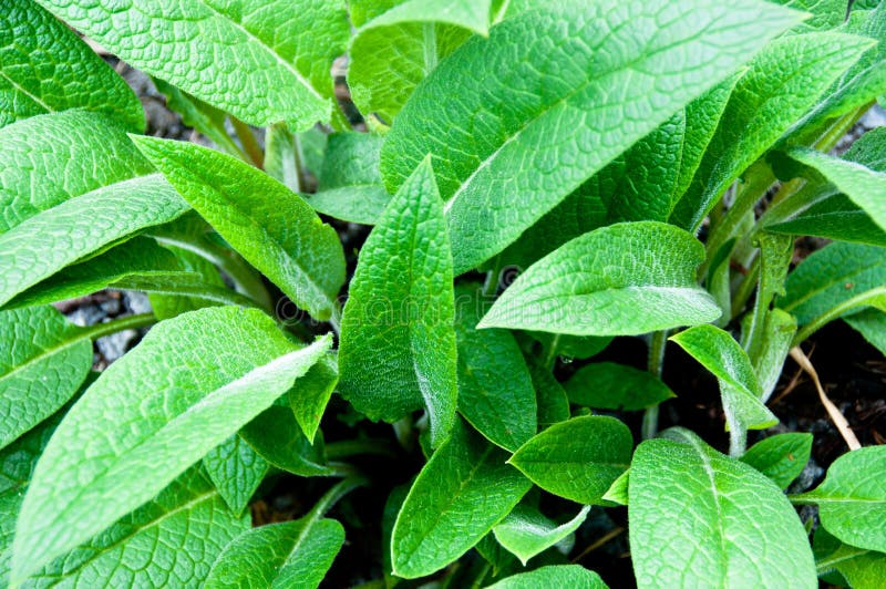Comfrey in the garden stock photo. Image of outdoors - 31177468