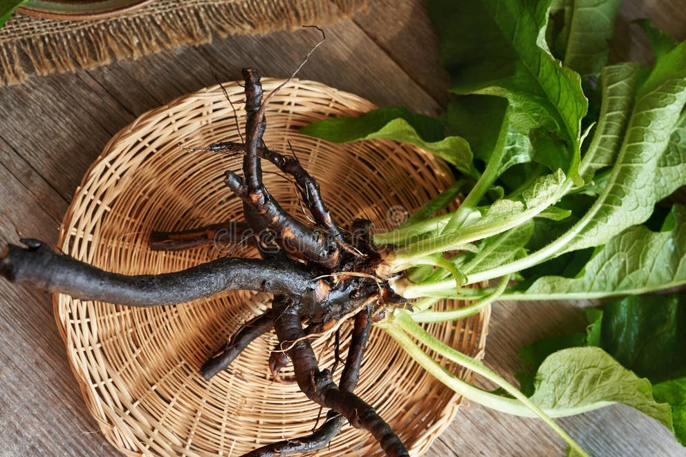 Comfrey or Knitbone Root on a Table - Ingredient for Herbal Medicine ...