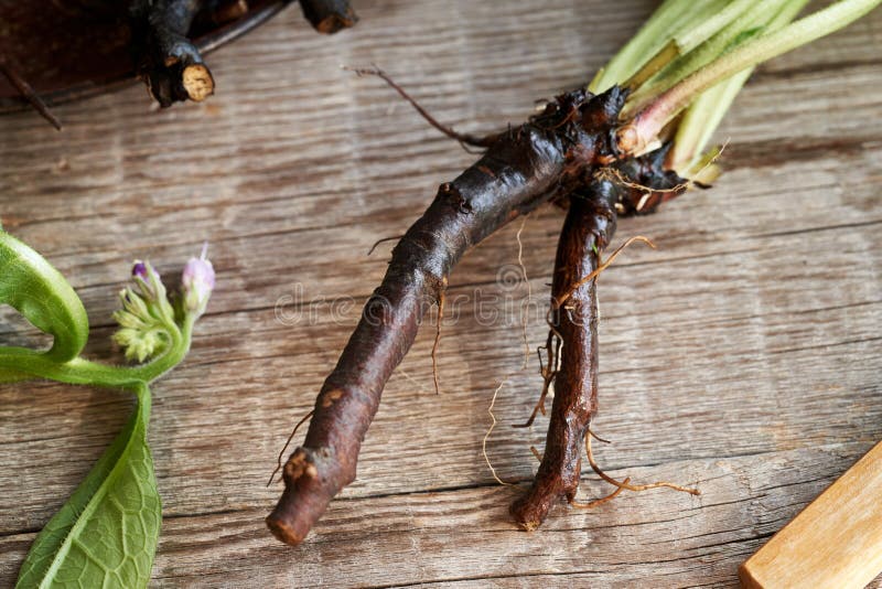 Comfrey or Knitbone Root on Table Stock Photo - Image of officinale ...