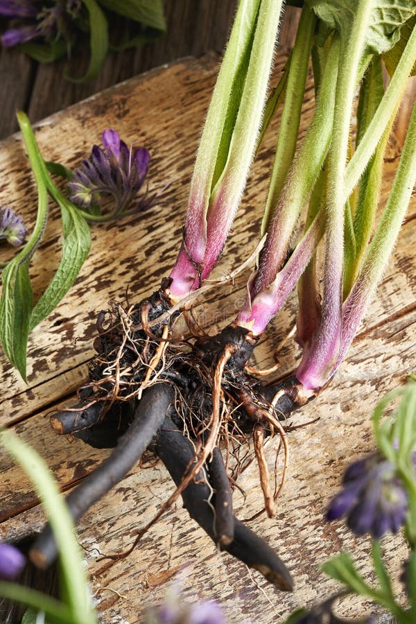 Comfrey or Knitbone Root on a Wooden Table Stock Image - Image of ...