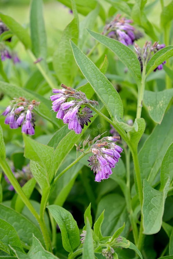 Comfrey Medicinal Symphytum Officinale L. Stock Image - Image of escape ...