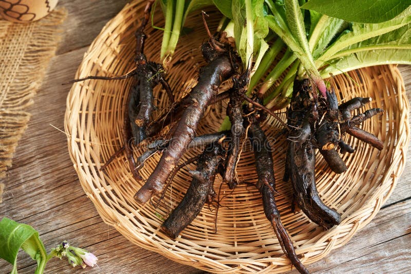 Comfrey Root in a Basket on a Table Stock Photo - Image of blossom ...