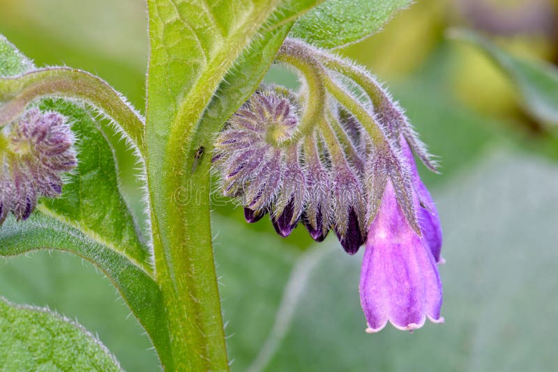 Purple Comfrey Flower Blossom Spiral 02 Stock Image - Image of natural ...