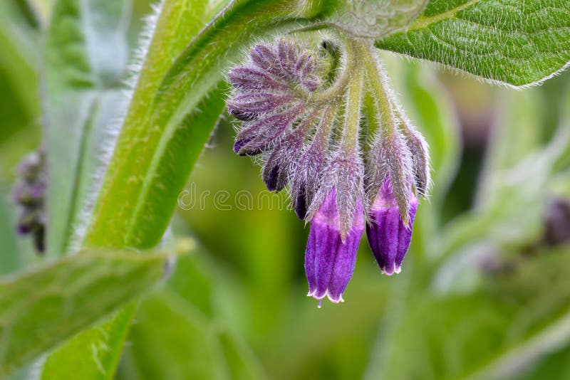 Purple Comfrey Flower Blossom Spiral 03 Stock Image - Image of flower ...