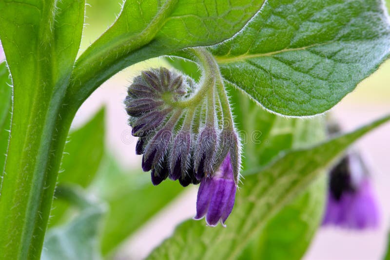Purple Comfrey Flower Blossom Spiral 05 Stock Photo - Image of blossom ...