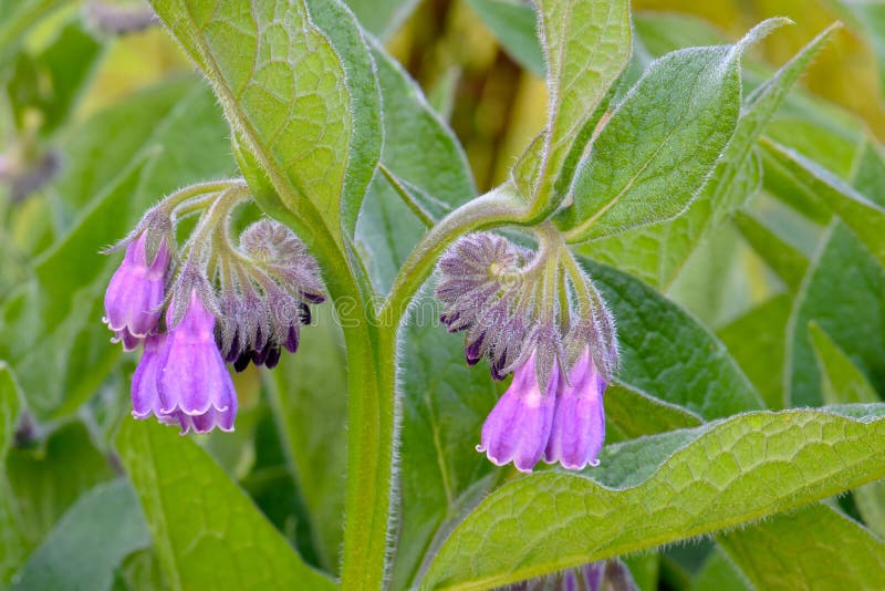 Purple Comfrey Flower Blossom Spiral Pair Stock Image - Image of pair ...