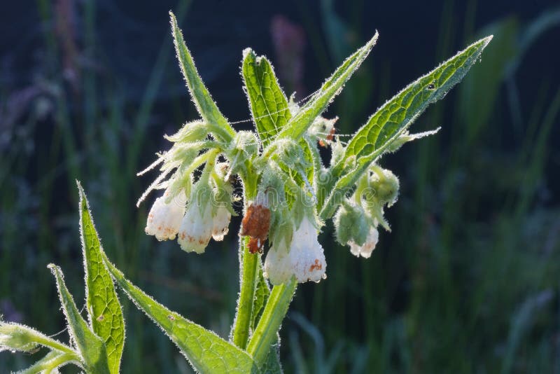 Comfrey (Symphytum Officinale) Stock Image - Image of weed, petals ...