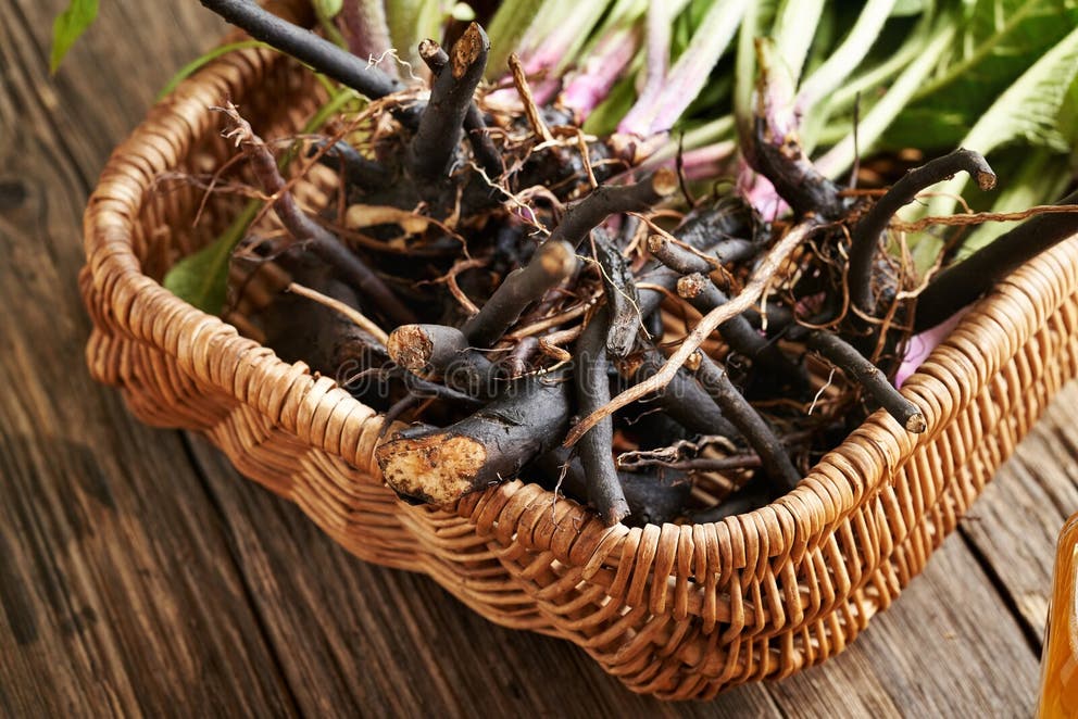 Comfrey or Symphytum Root in a Basket Stock Photo - Image of healthy ...