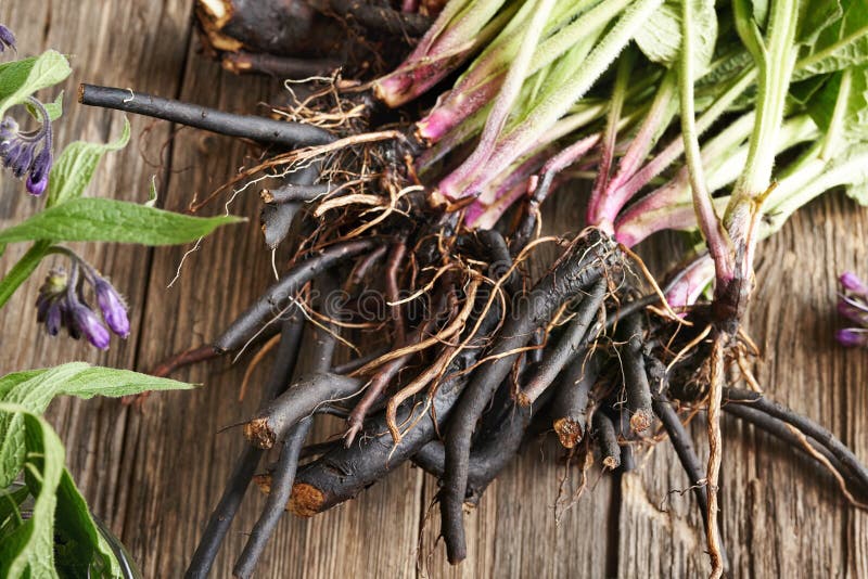 Comfrey or Symphytum Root on a Wooden Table, Top View Stock Photo ...