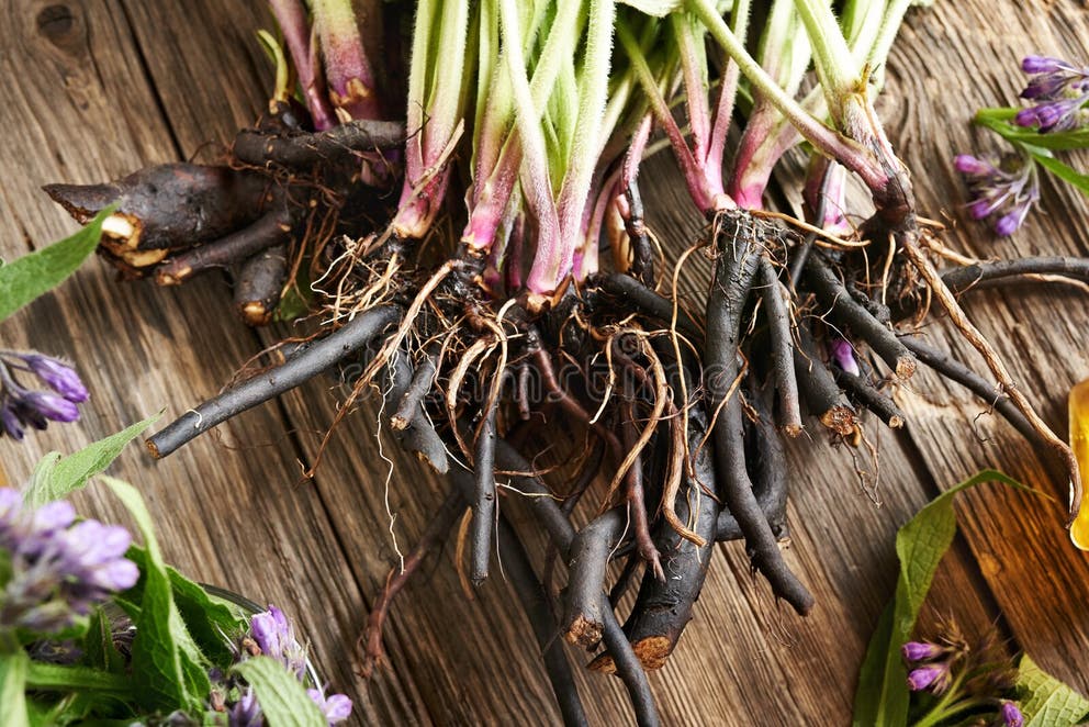 Comfrey or Symphytum Root on a Wooden Table Stock Image - Image of ...
