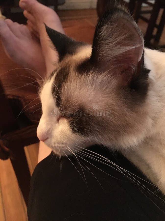 Comfy cat stock photo. Image of doll, face, beige, sleeping - 106663416