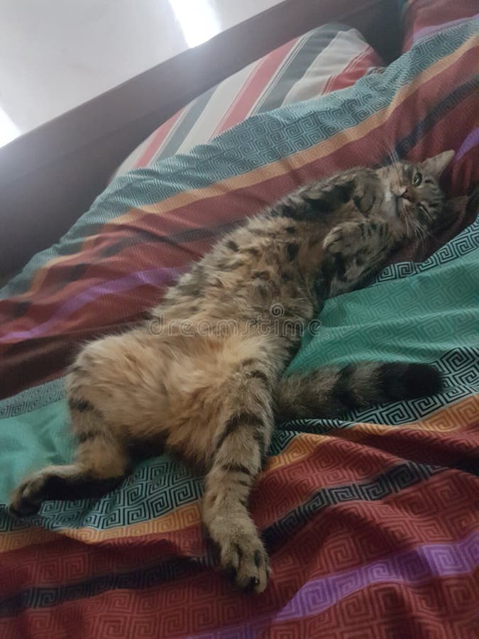 Comfy kitty stock image. Image of wide, cute, kitty - 152387467