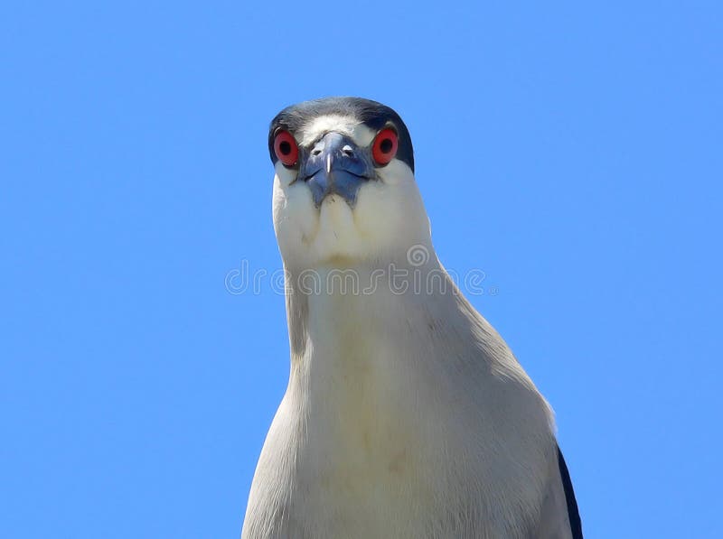 Comical Bird stock image. Image of watch, glaring, looking - 842729