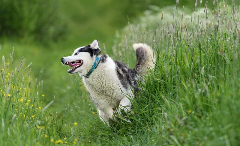 Comical Dog is in Outdoors. Happy Siberian Husky is Running in a Field ...