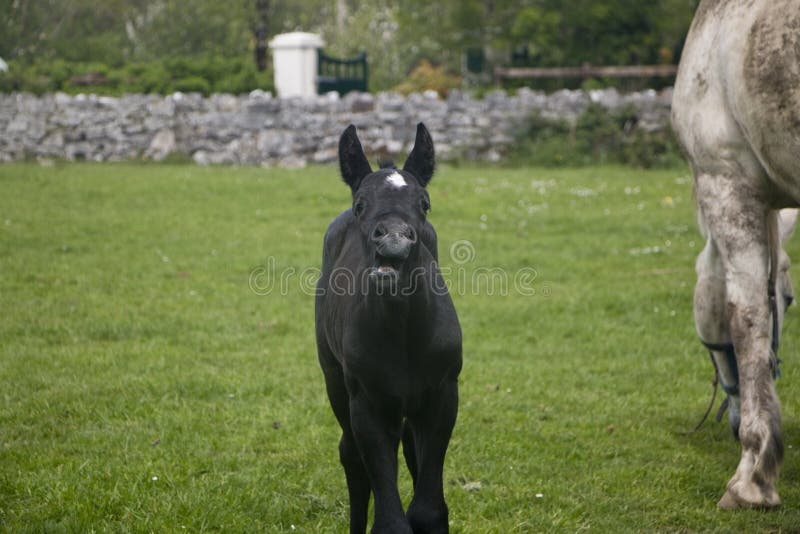 Comical Expression on Face of Black Foal with White Mare Stock Photo ...