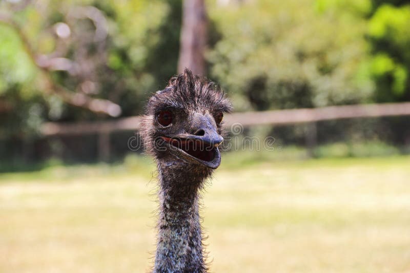 Comical Image of an Emu Looking Directly at the Camera with Its Beak ...
