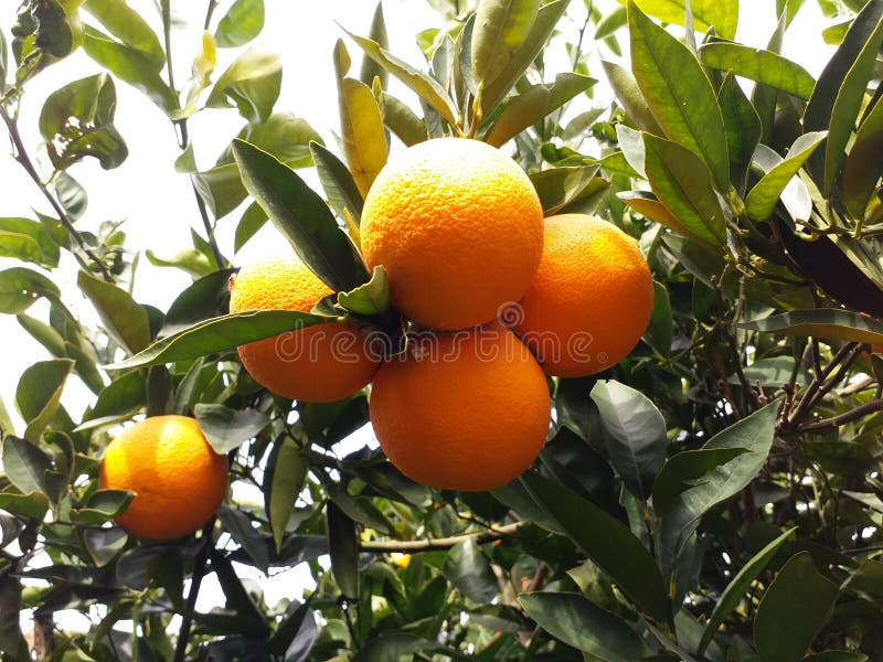 Comida Anaranjada De La Fruta Imagen de archivo - Imagen de fruta ...