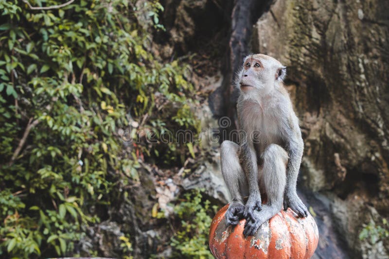 Comida Asentada Y Que Espera De Un Mono Para Foto de archivo - Imagen ...