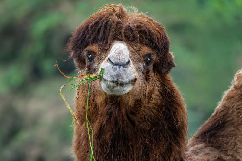 Comida De Camellos De Bactria Imagen de archivo - Imagen de central ...