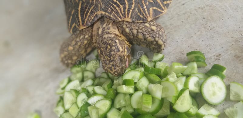 Comida de la tortuga imagen de archivo. Imagen de alimento - 153306075