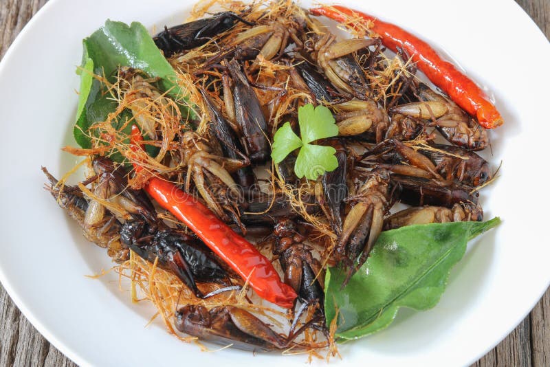 Comida De Los Insectos Grillos Fritos Con Las Hierbas Imagen de archivo ...