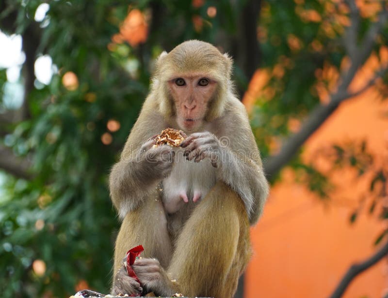 Comida De Mono En El Bosque Imagen de archivo - Imagen de tradicional ...